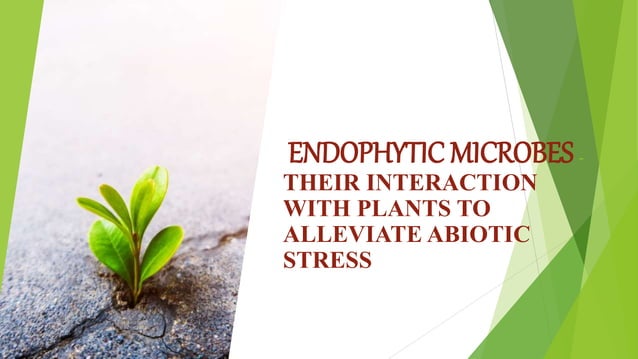 Endophytes | PPTX | Agriculture | Industries