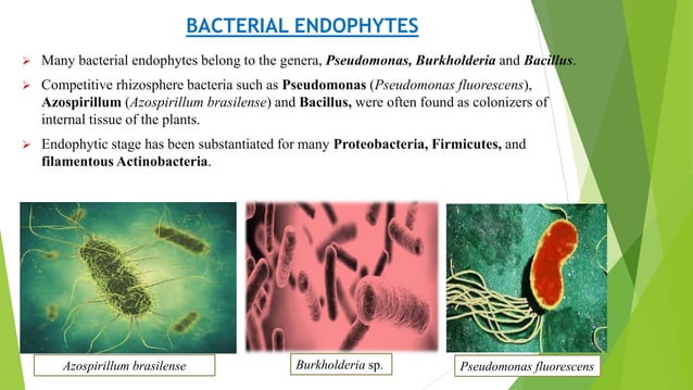 Endophytes | PPTX | Agriculture | Industries