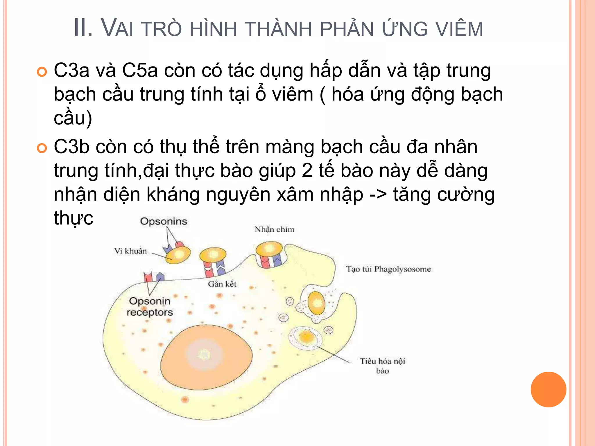 Vai trò-bổ-thể | PPTX