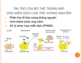 Vai trò-bổ-thể | PPTX