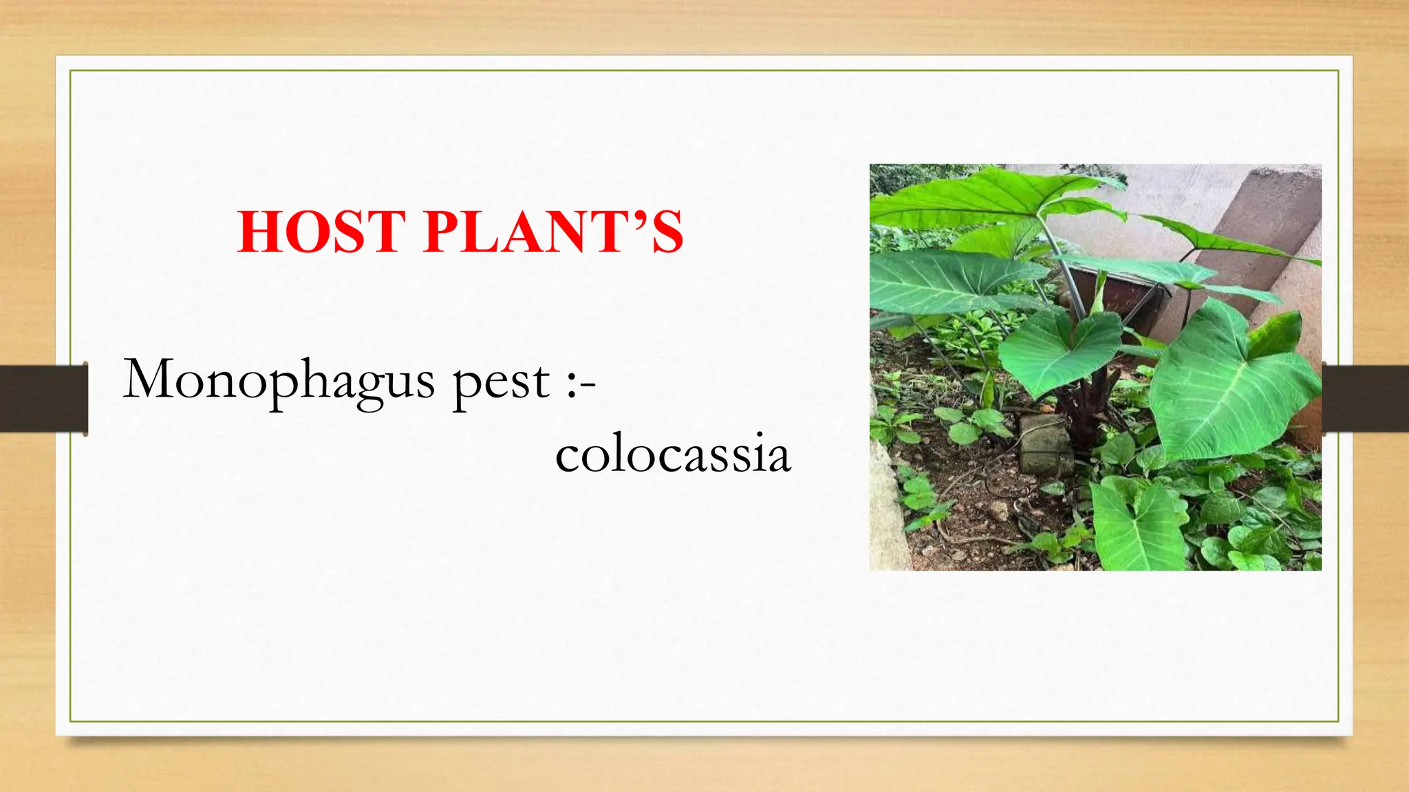 pest of horticulture crops and their management .pptx