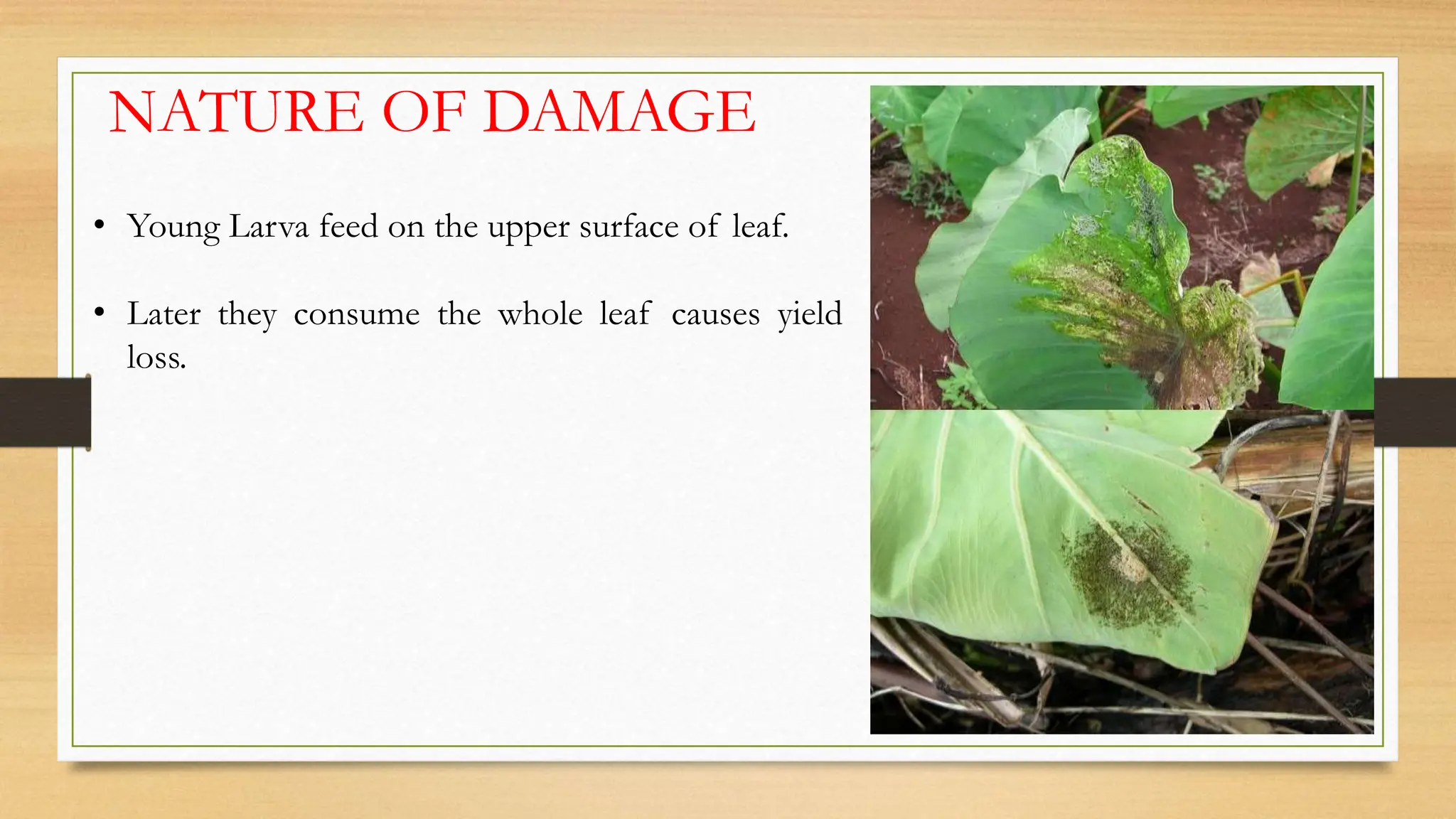 pest of horticulture crops and their management .pptx