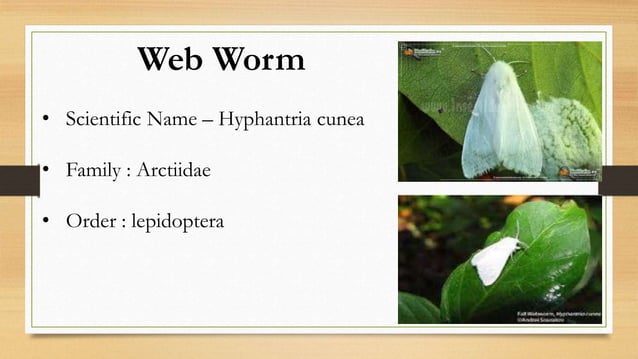 pest of horticulture crops and their management .pptx