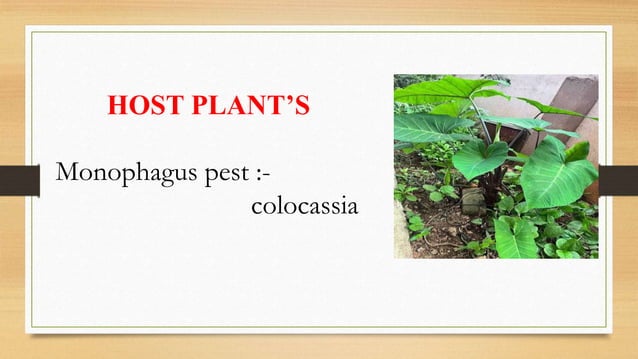 pest of horticulture crops and their management .pptx