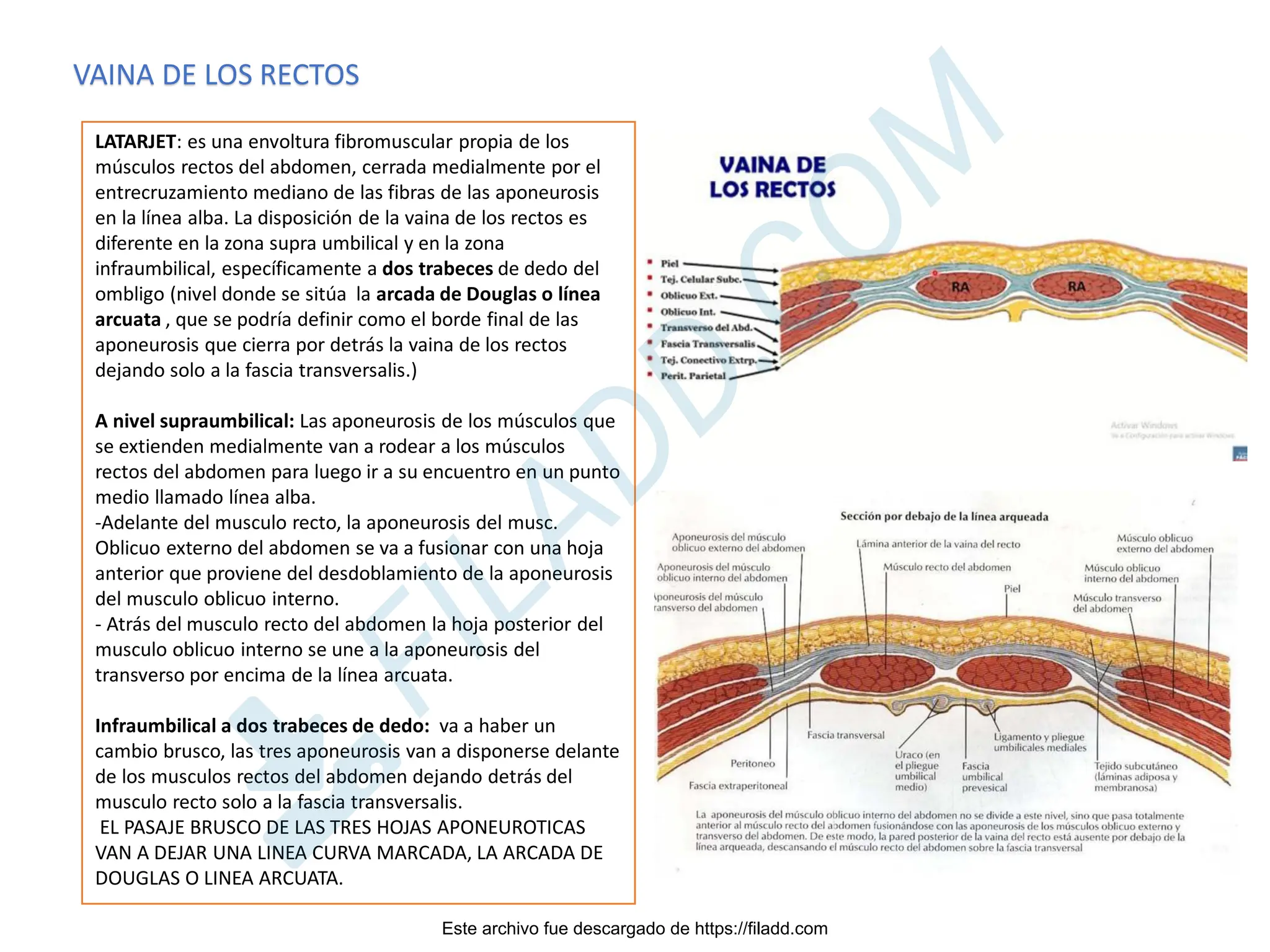 Vaina de los rectos Trayecto inguinal y Musculos abdominales cards .pdf