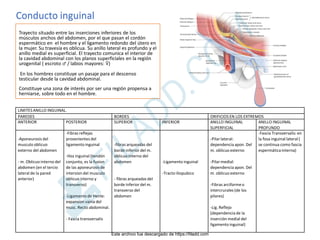 Vaina de los rectos Trayecto inguinal y Musculos abdominales cards .pdf