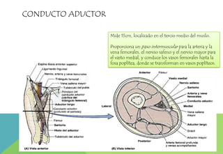 Vaina femoral y regiones glútea y post del muslo | PPT