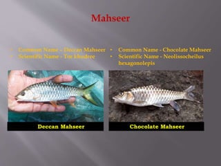 Coldwater fisheries in India | PPTX