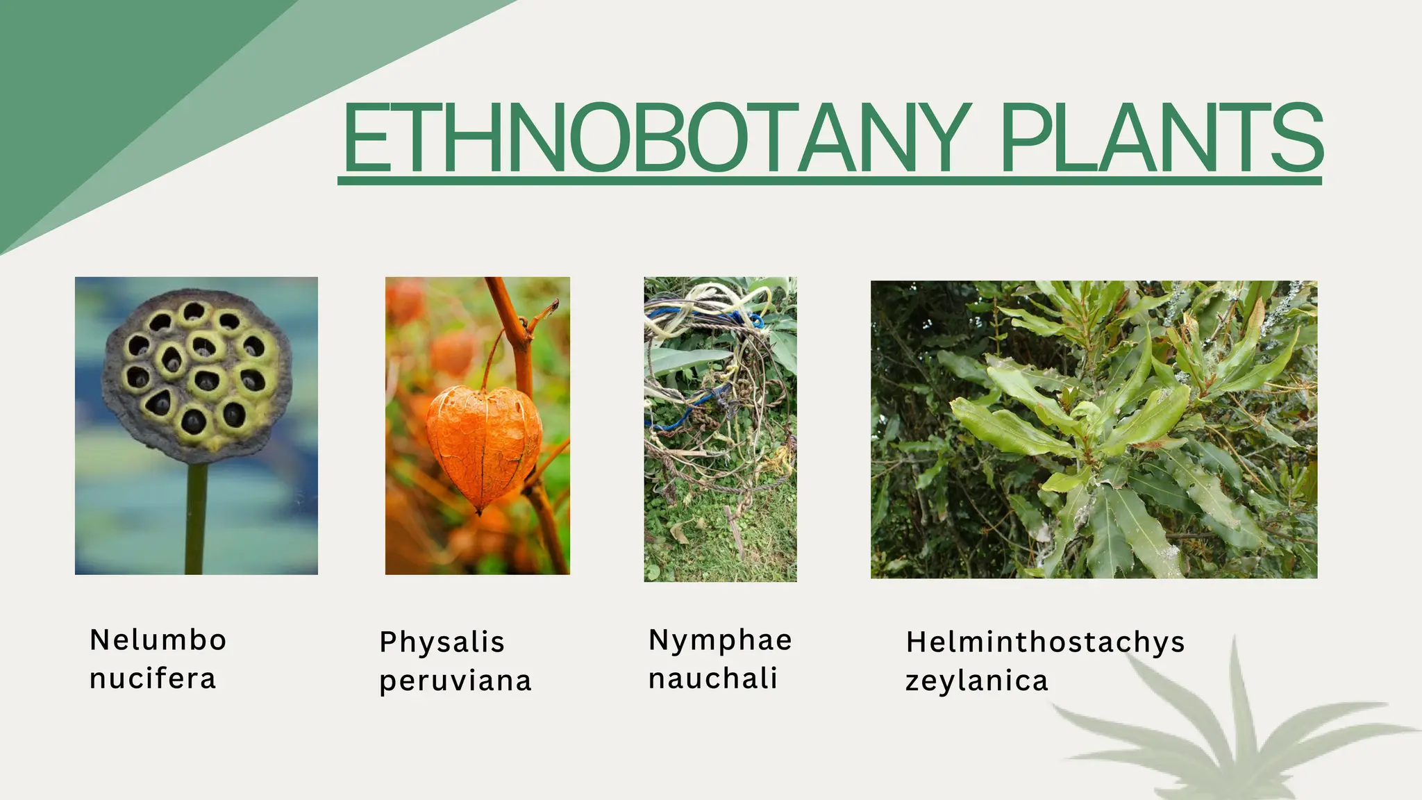 DETAILS OF Ethnobotany THAT CAN BE USED ASTHE KEY FEATURE INSIDE THE | PDF