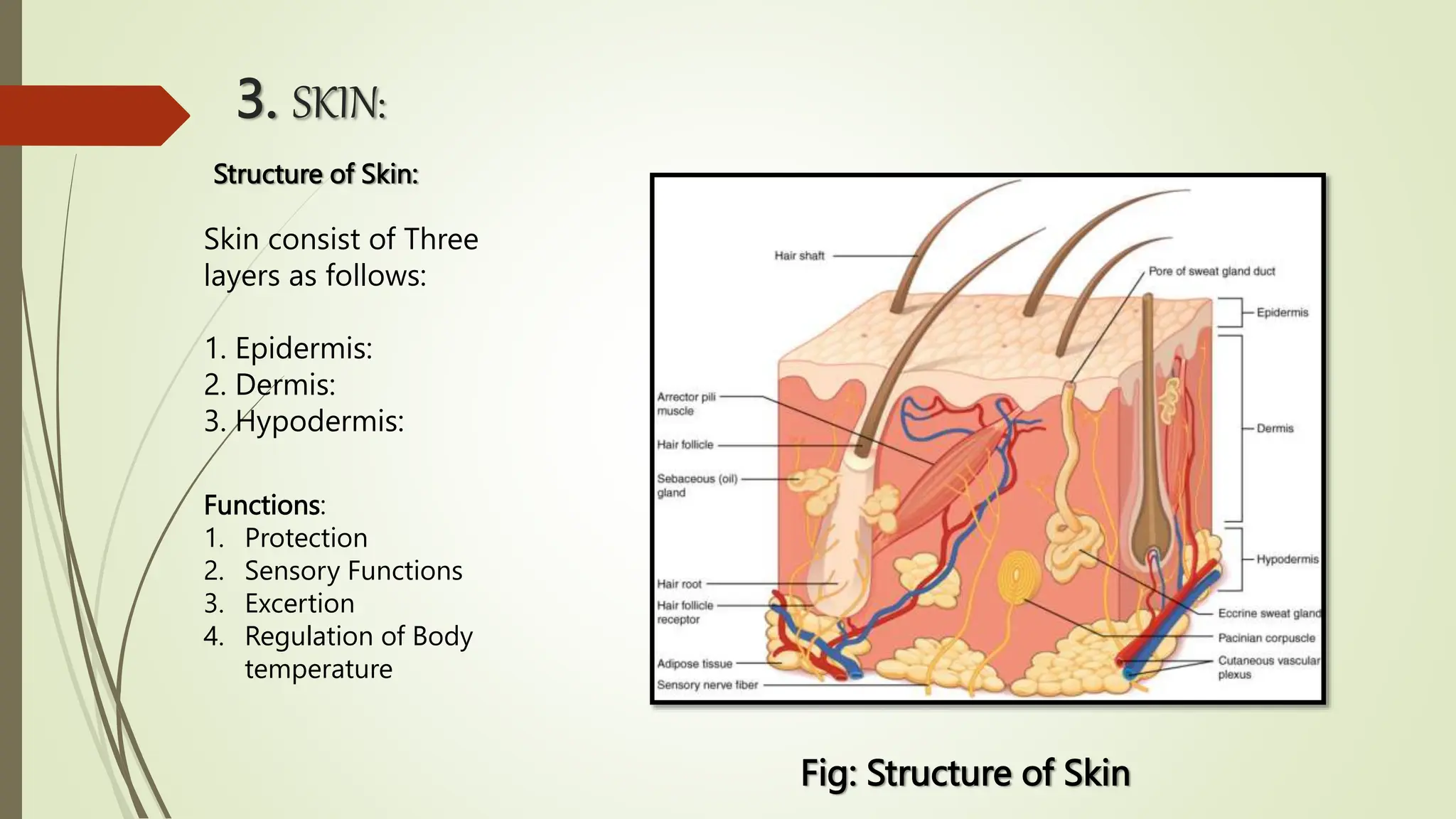 Disorders of sensory organs | PPTX