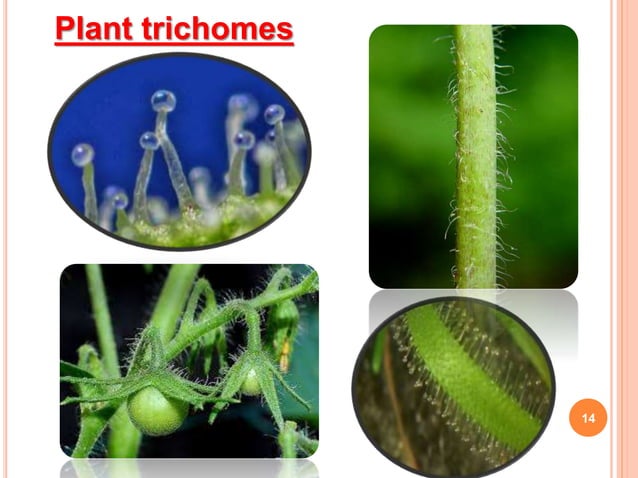 Introductory to Host Plant Resistance | PPTX