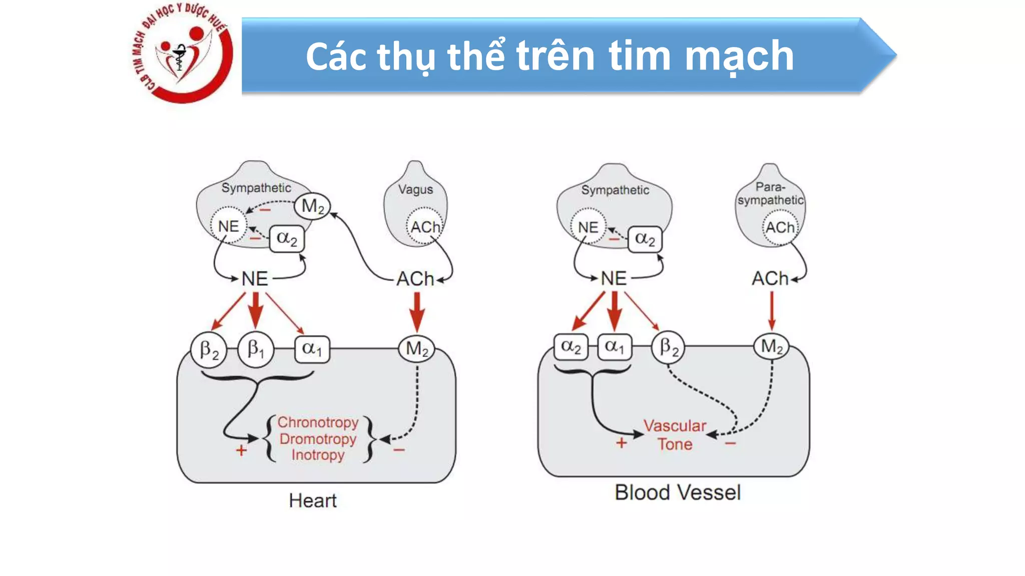 VAI TRÒ CỦA HỆ THẦN KINH VÀ THỂ DỊCH TRONG ĐIỀU HÒA HOẠT ĐỘNG TIM MẠCH.pptx