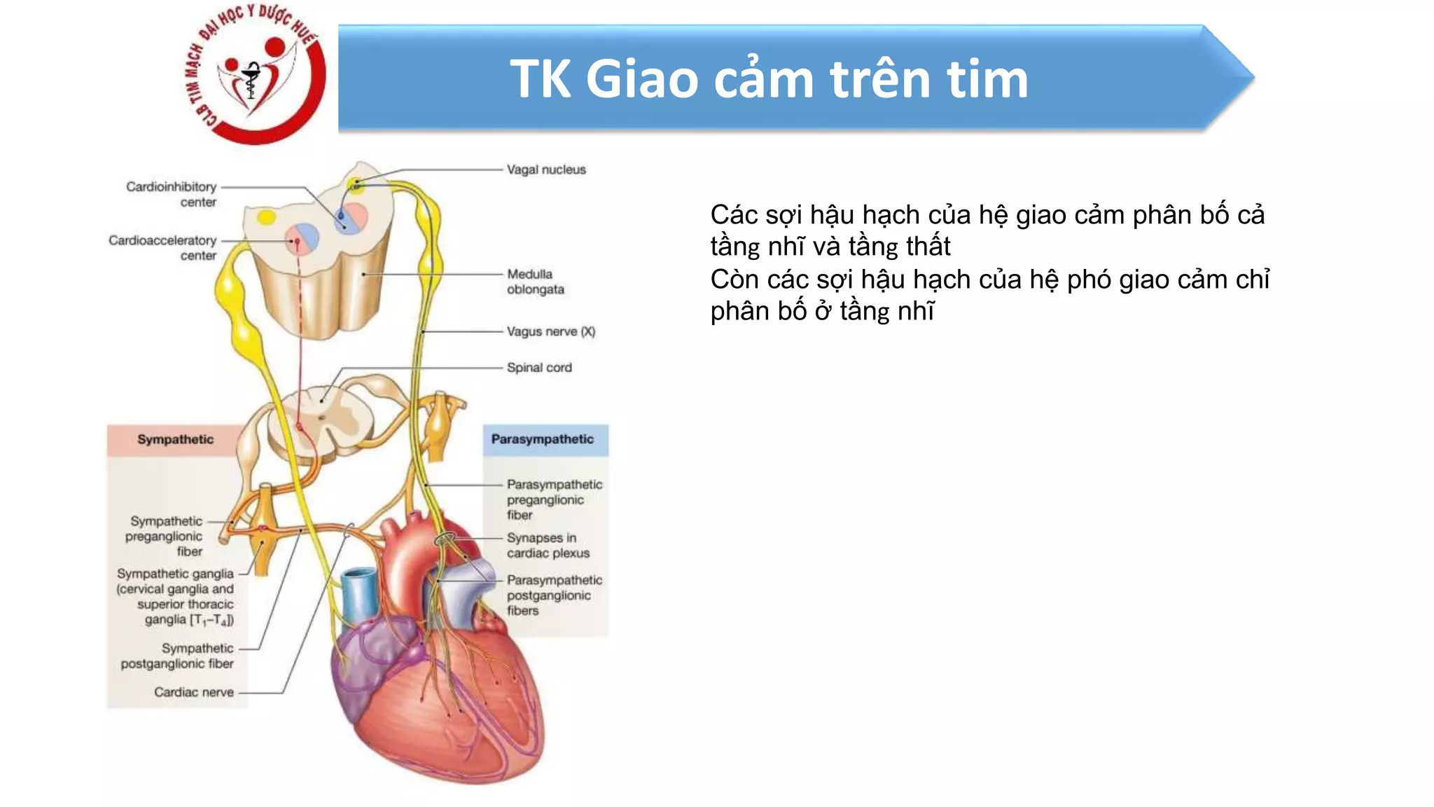 VAI TRÒ CỦA HỆ THẦN KINH VÀ THỂ DỊCH TRONG ĐIỀU HÒA HOẠT ĐỘNG TIM MẠCH.pptx