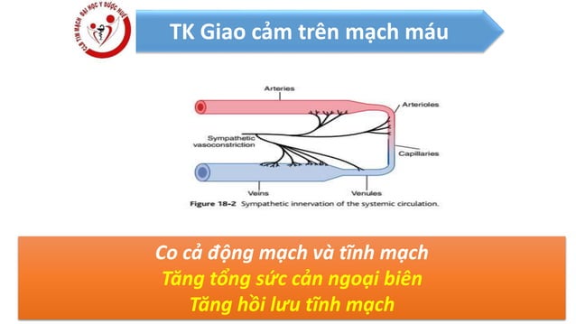 VAI TRÒ CỦA HỆ THẦN KINH VÀ THỂ DỊCH TRONG ĐIỀU HÒA HOẠT ĐỘNG TIM MẠCH.pptx