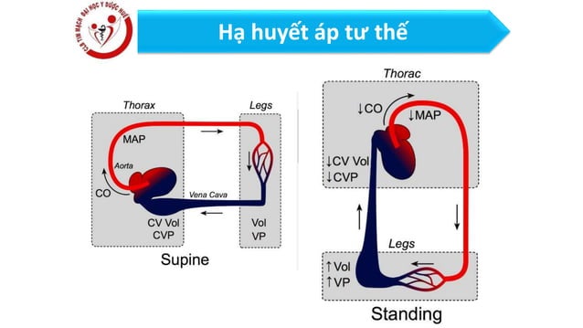 VAI TRÒ CỦA HỆ THẦN KINH VÀ THỂ DỊCH TRONG ĐIỀU HÒA HOẠT ĐỘNG TIM MẠCH.pptx
