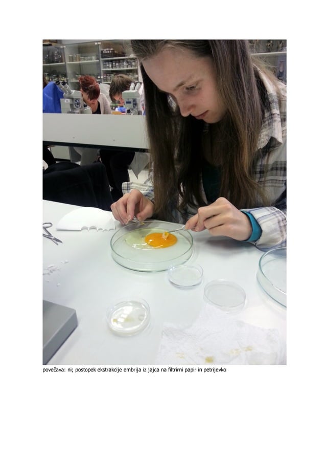 Embryology practicum report | PDF