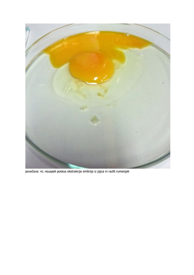 Embryology practicum report | PDF