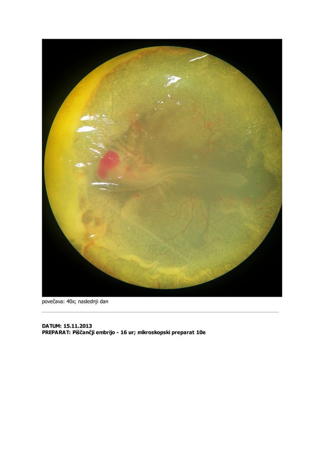 Embryology practicum report | PDF