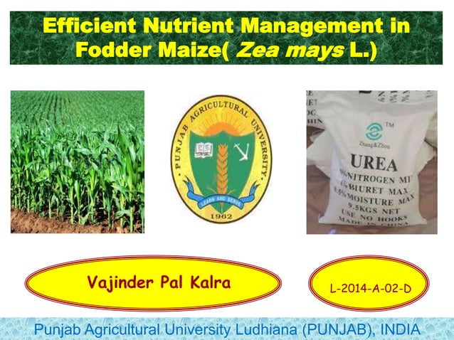 Efficient Nutrient Management in Fodder Maize( Zea mays L.) By Vajinder ...