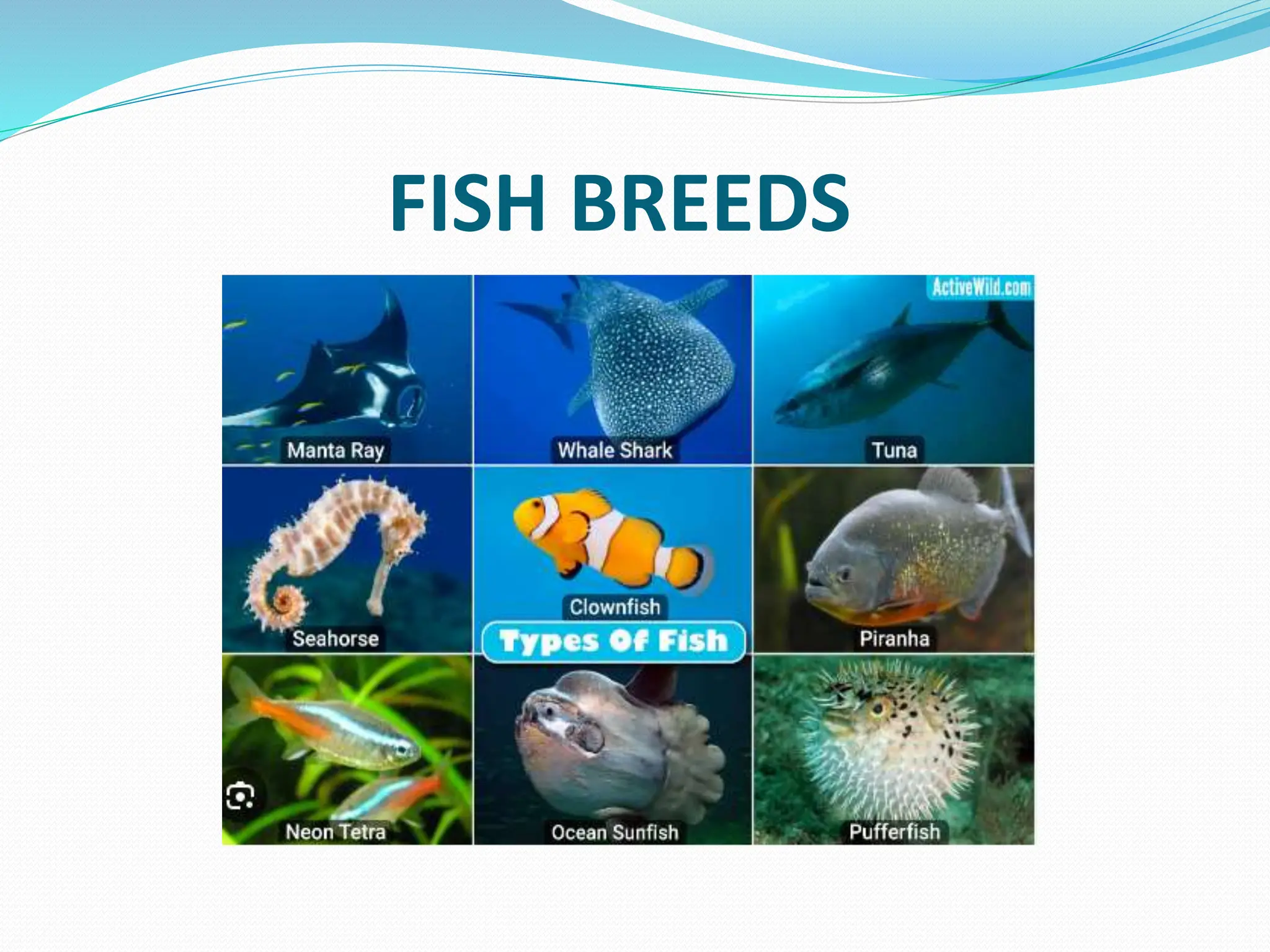 Different types of fishes and their food | PPT