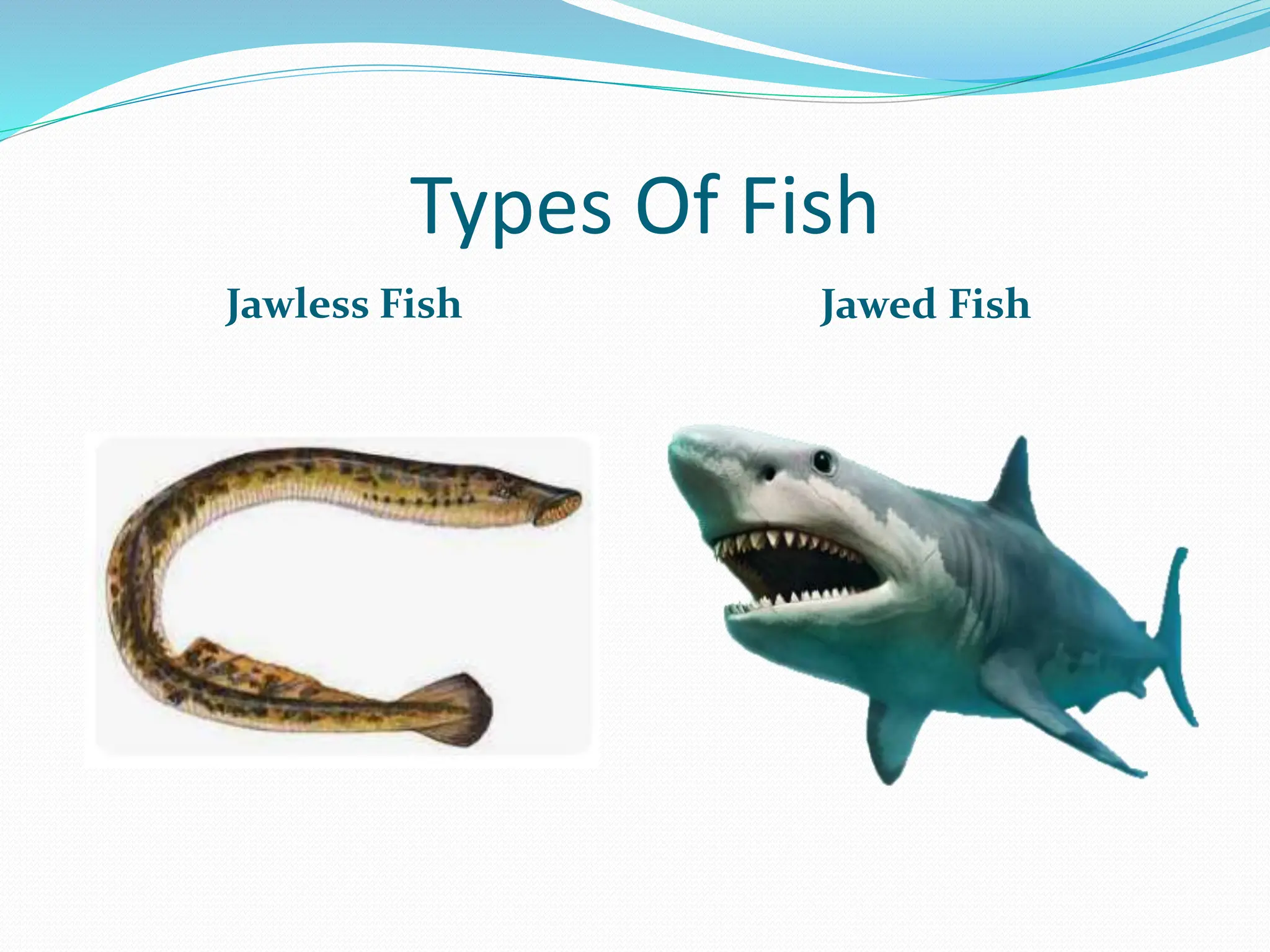 Different types of fishes and their food | PPT