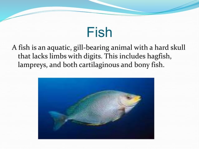 Different types of fishes and their food | PPT