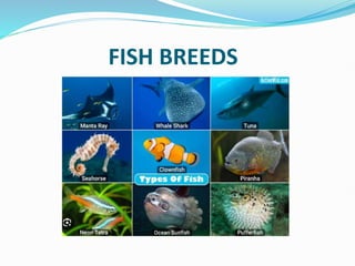 Different types of fishes and their food | PPT