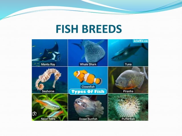 Different types of fishes and their food | PPT