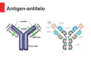 Vakcinacija prezentacija | PPTX
