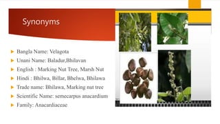 Seecarpus anacardium(Valatoka) Plant | PPTX