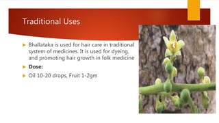 Seecarpus anacardium(Valatoka) Plant | PPTX