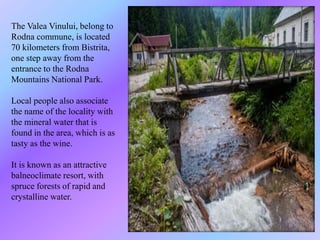 Valea vinului | PPTX