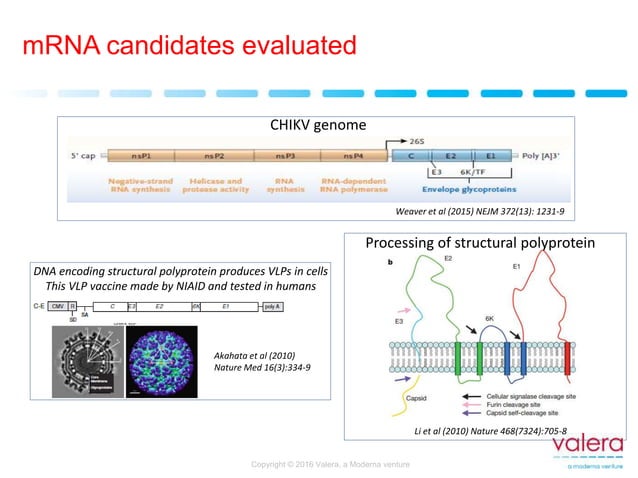 Moderna mRNA Vaccines: from Concept to Clinic | PPT