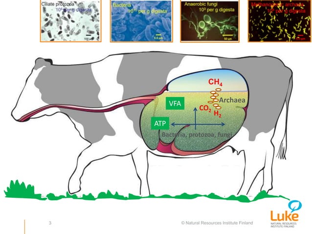 Ilma Tapio, LukeFunctional role of rumen microbiome linked to methane production in dairy cows | PPT