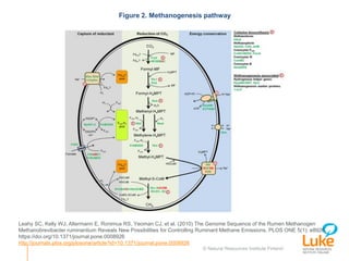 Ilma Tapio, LukeFunctional role of rumen microbiome linked to methane ...