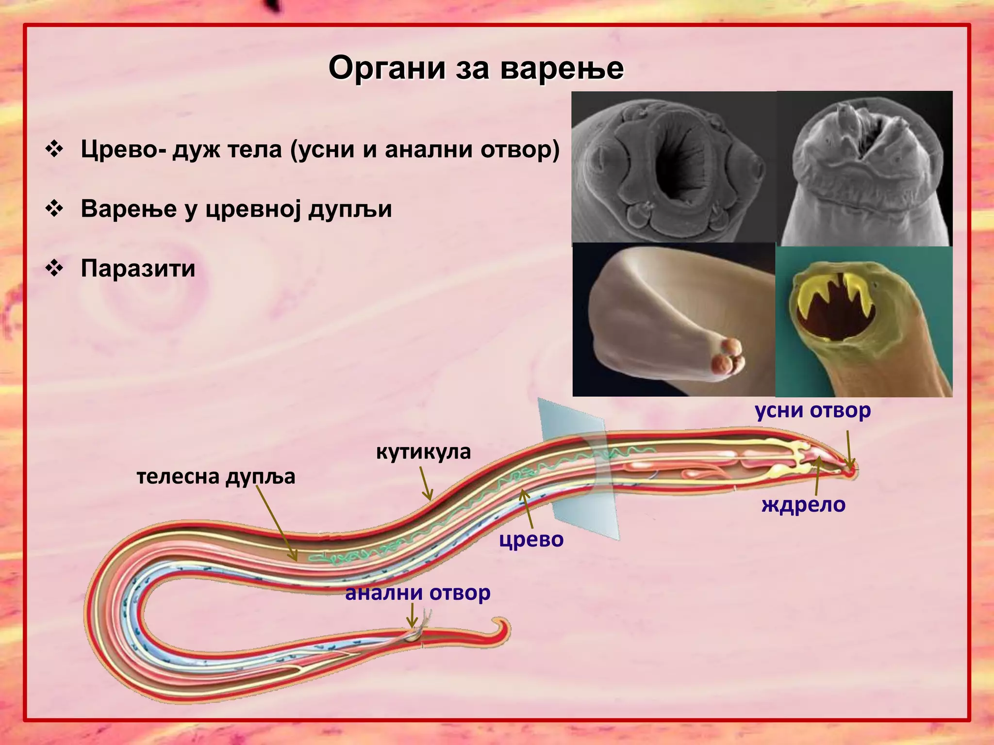 Valjkaste gliste | PPTX