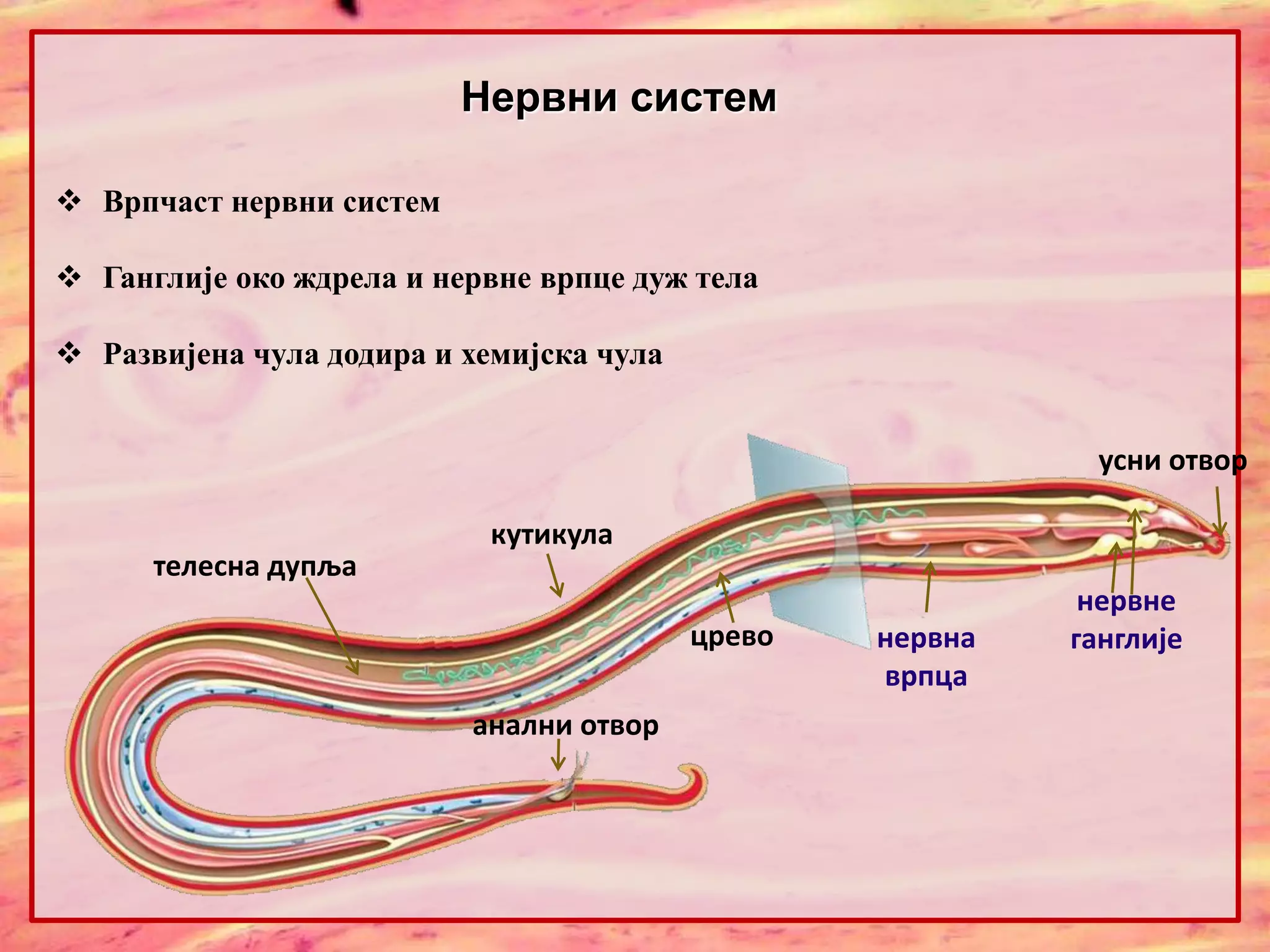 Valjkaste gliste | PPTX