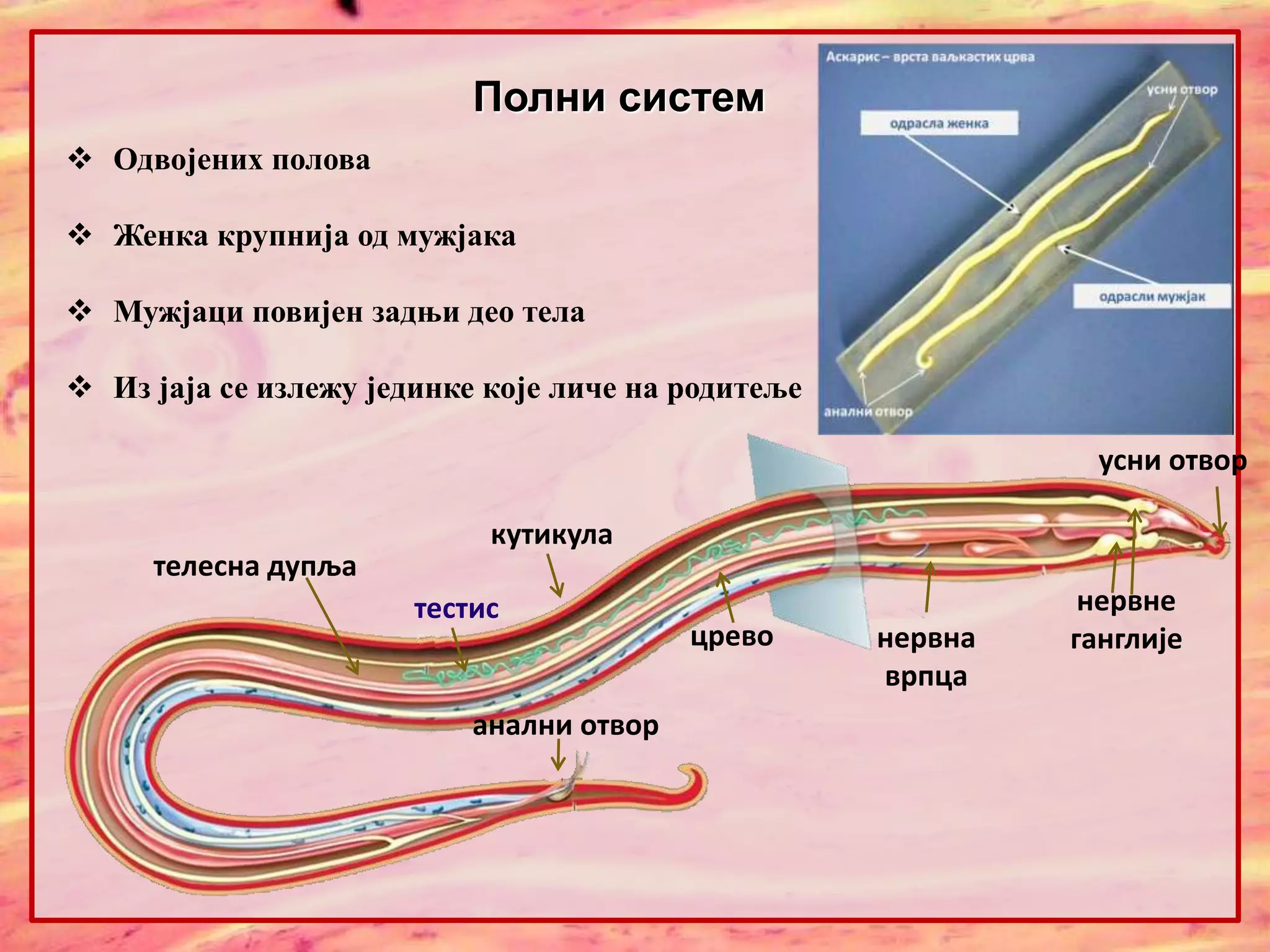Valjkaste gliste | PPTX