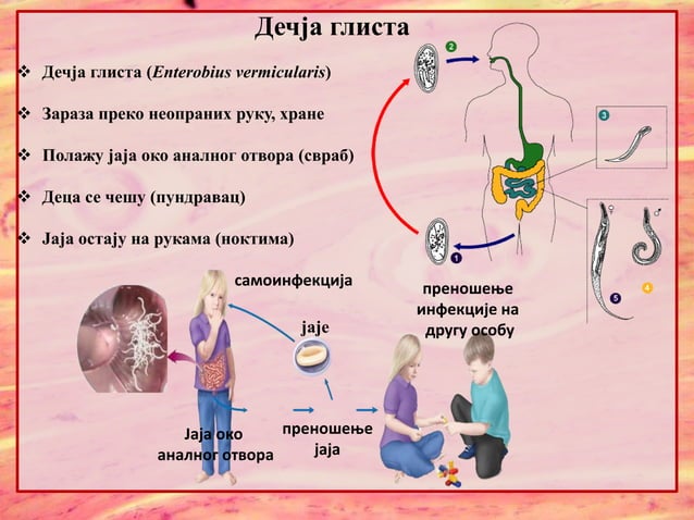 Valjkaste gliste | PPTX