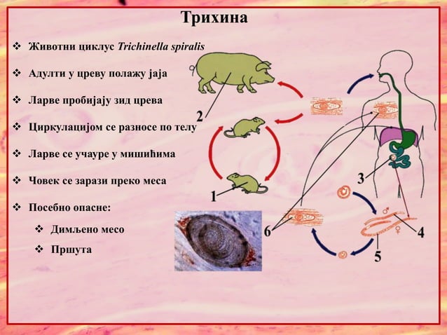 Valjkaste gliste | PPTX