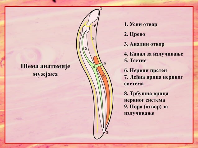 Valjkaste gliste | PPTX