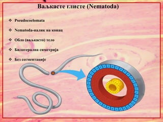 Valjkaste gliste | PPTX