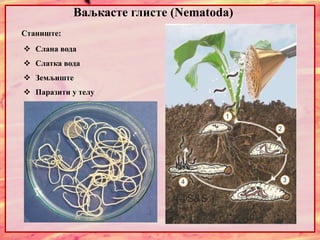 Valjkaste gliste | PPTX