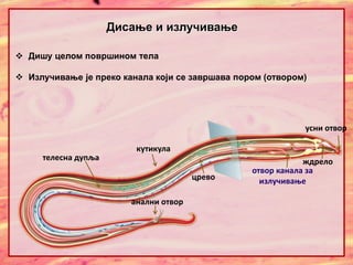 Valjkaste gliste | PPTX