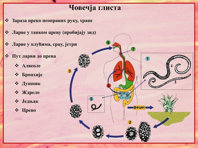 Valjkaste gliste | PPTX