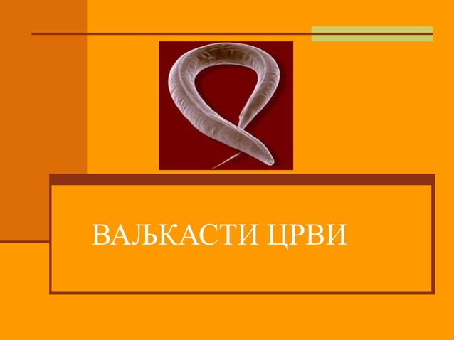 Valjkasti crvi 6. razred | PPT