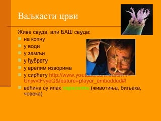 Valjkasti crvi 6. razred | PPT