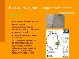 Valjkasti crvi 6. razred | PPT