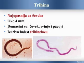 Valjkasti crvi | PPT