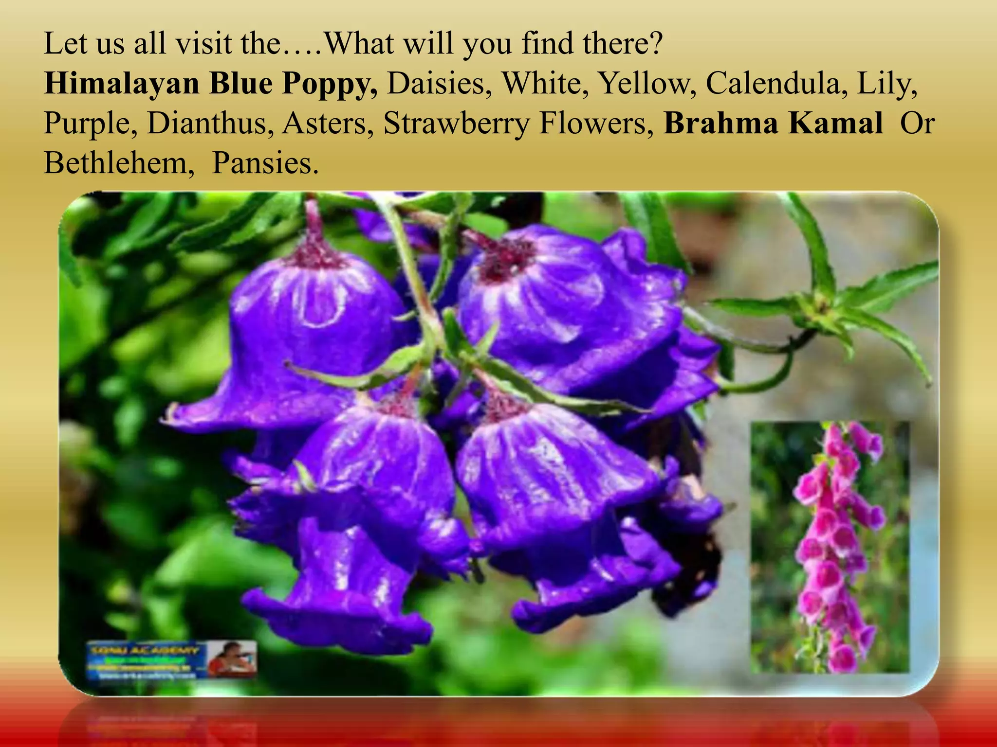 THE VALLEY OF FLOWERS ENVIRONMENTAL STUDIES CLASS-IV | PPTX